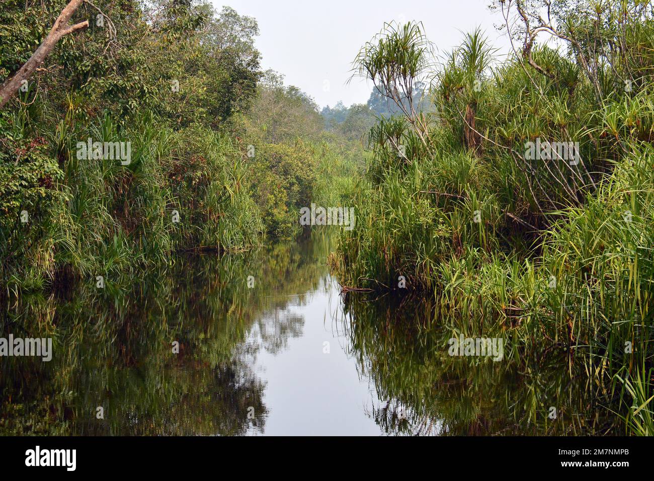 Sekonyer River, swamp forest, Tanjung Puting National Park, Kalimantan ...