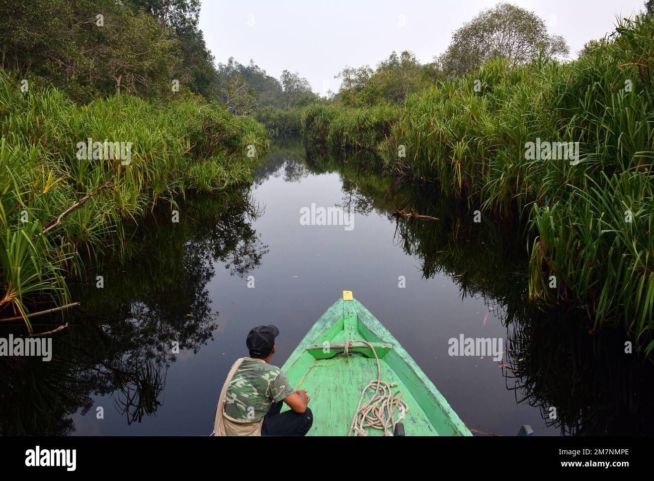 Sekonyer River, swamp forest, Tanjung Puting National Park, Kalimantan ...