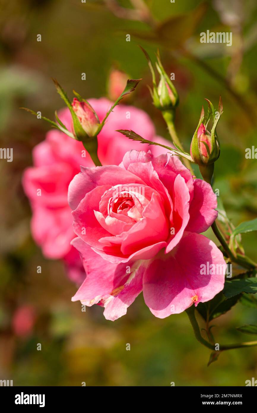 Pink rose from the rose garden at the Brooklyn Botanic Garden Stock ...