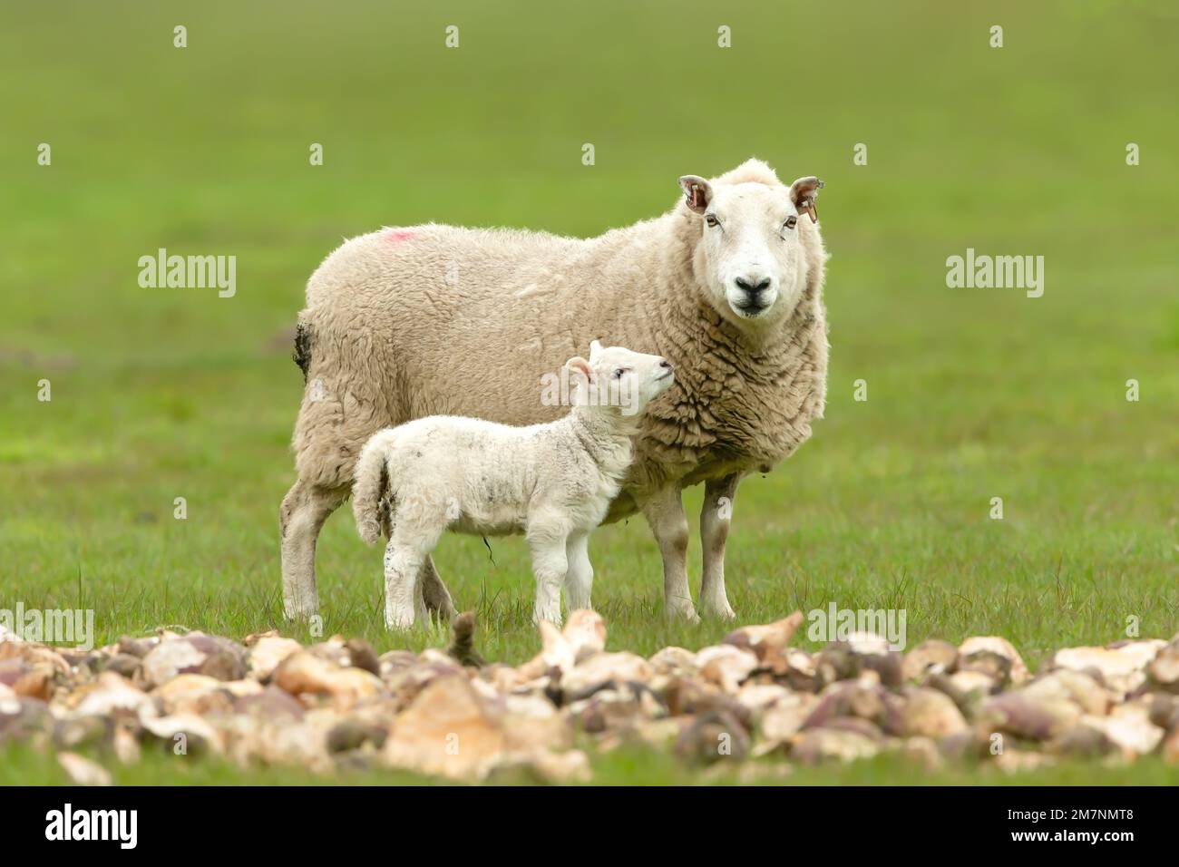 Close up of a young lamb looking up at her mother. The ewe is facing ...
