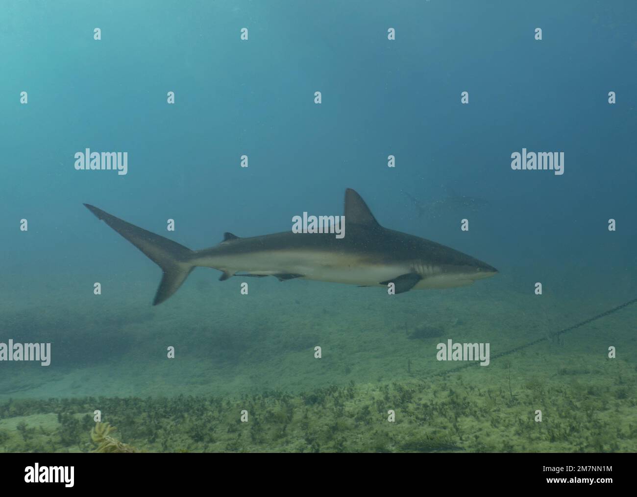 A Caribbean Reef Shark (Carcharhinus perezii) in Bimini, Bahamas Stock ...