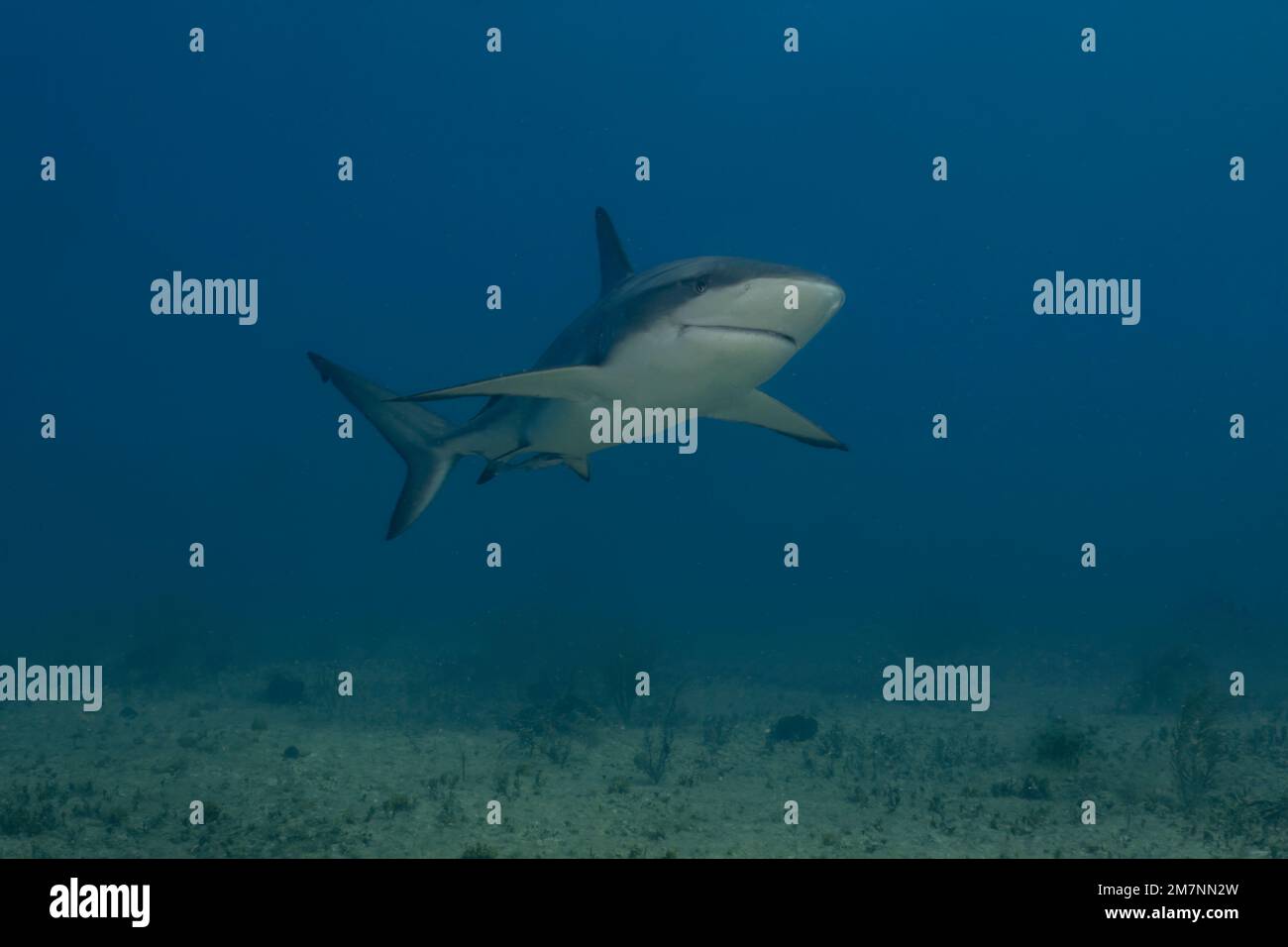 A Caribbean Reef Shark (Carcharhinus perezii) in Bimini, Bahamas Stock ...