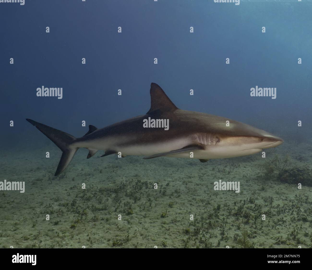 A Caribbean Reef Shark (Carcharhinus perezii) in Bimini, Bahamas Stock ...