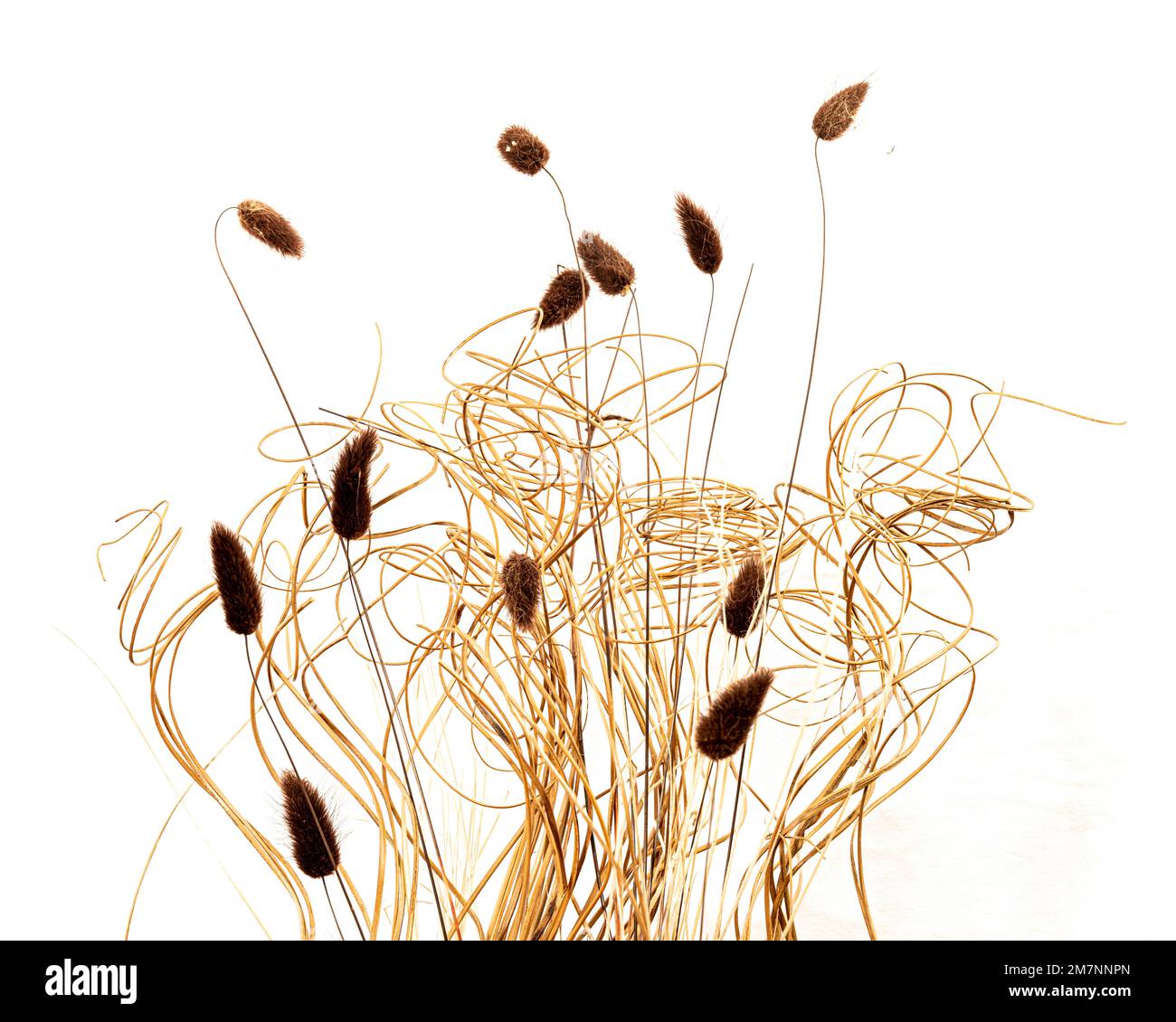 Bunny Tails in Grass Stock Photo - Alamy