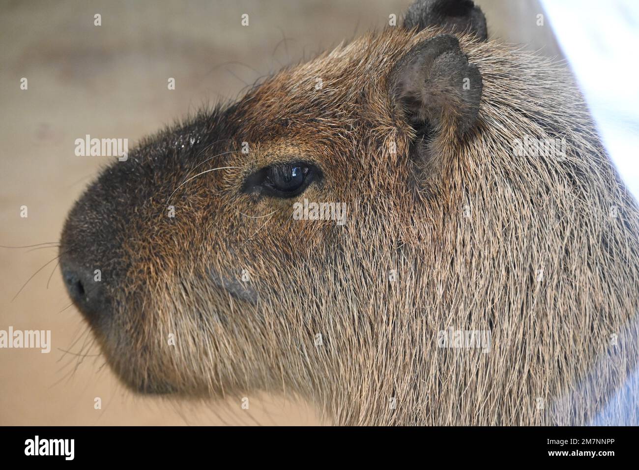 Capybara South America Stock Photo - Alamy
