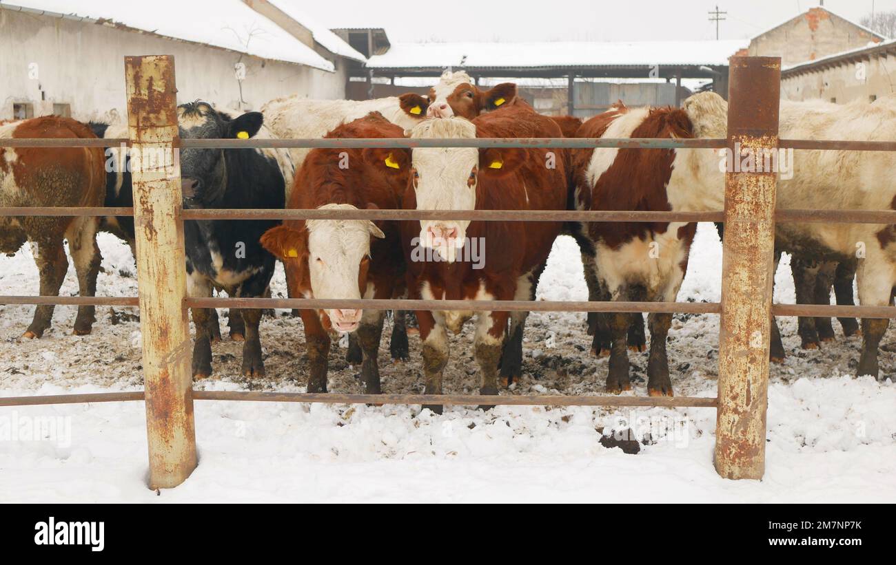 Cows organic farm herd winter snow organic farming snowy ice fence ...