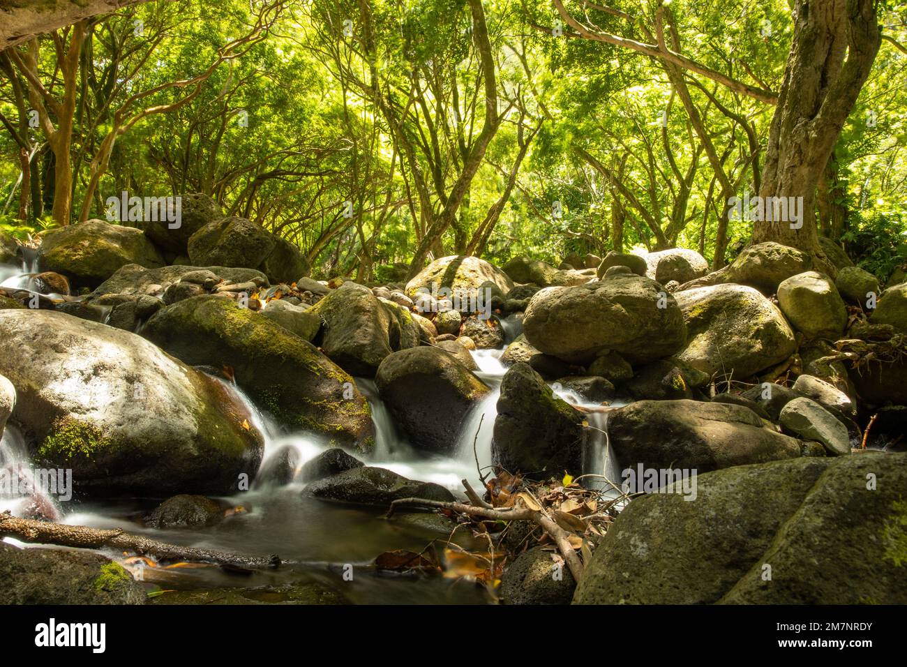 A scenic shot of a river in a forest with stone in the water Stock ...