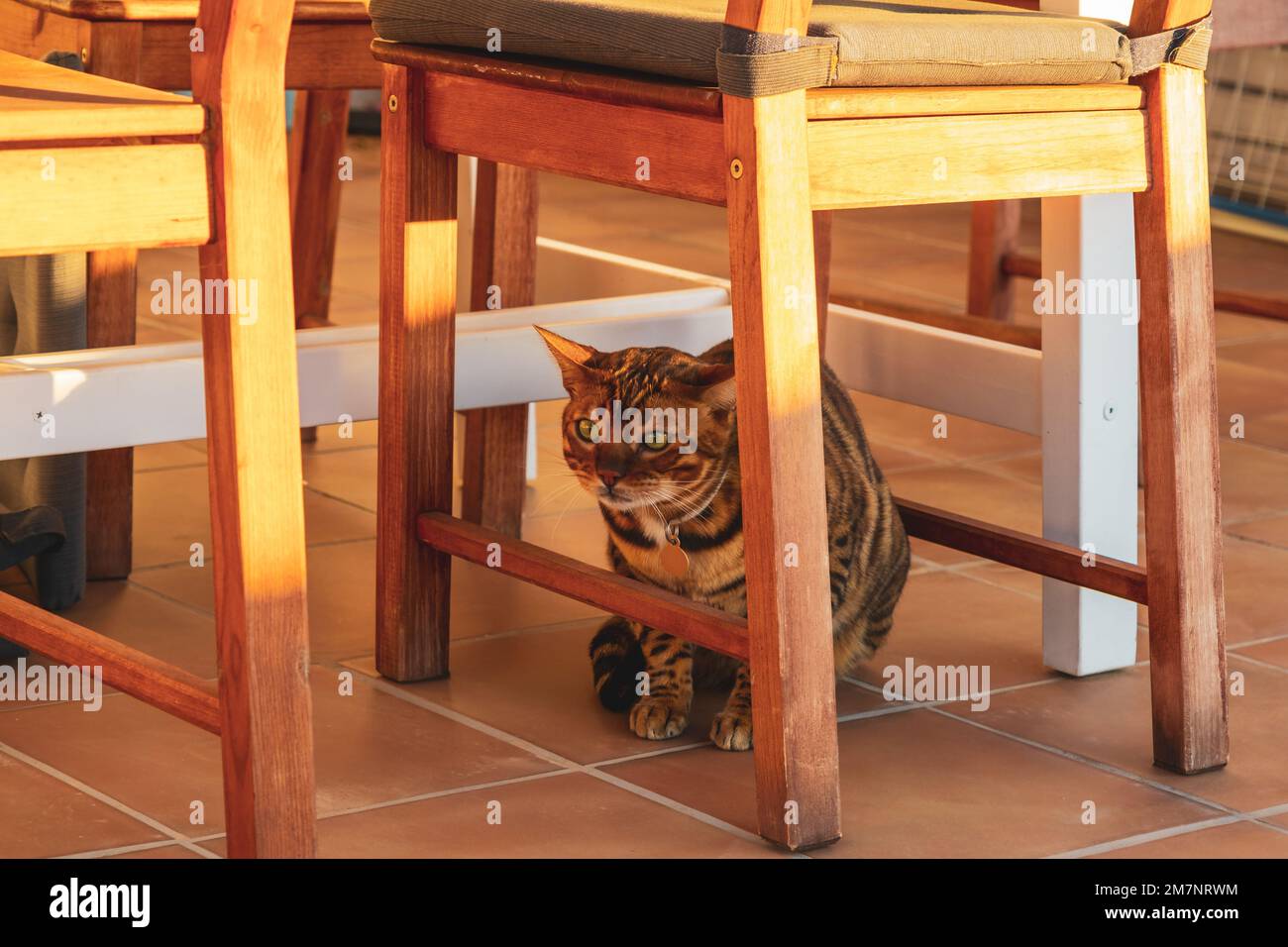 Domestic bengal cat is resting under the table on the terrace on spring ...