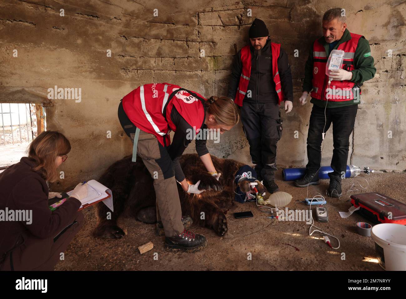 Activists from animal rights charity "Four Paws" inspect Mark, after ...