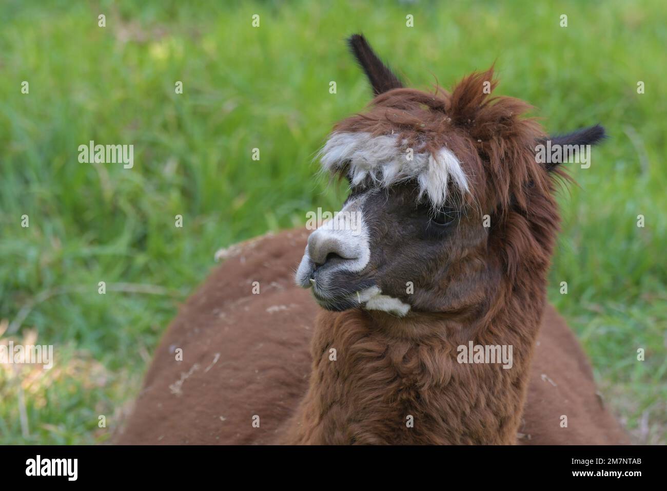 Alpaca isolated portrait in a farm in South Africa Stock Photo - Alamy