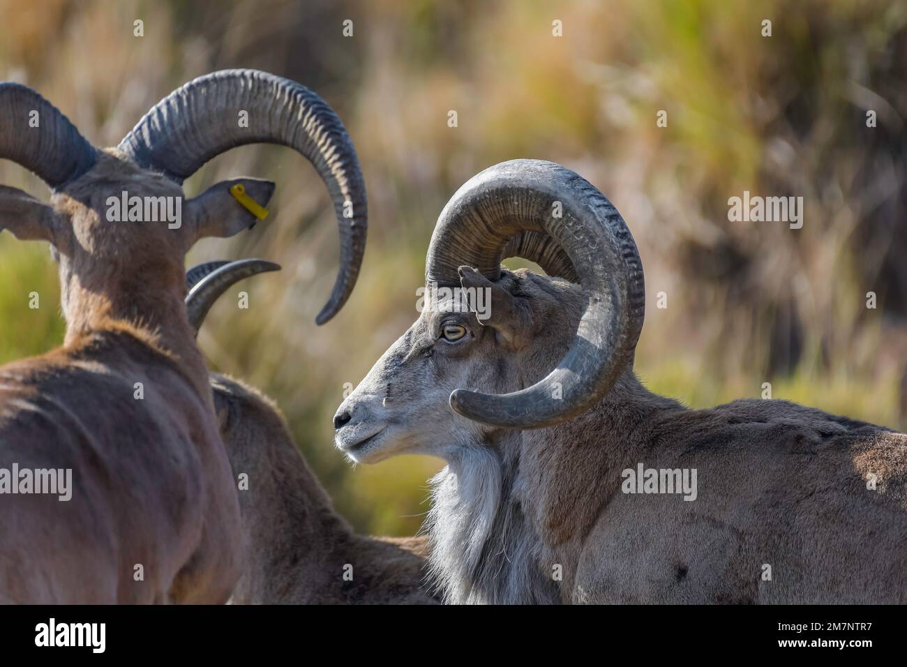 Native peole hi-res stock photography and images - Alamy