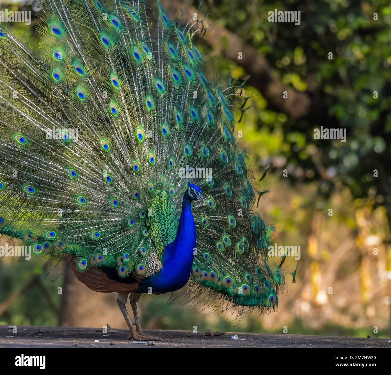 Peacock or male peafowl dancing during courtship and displaying ...