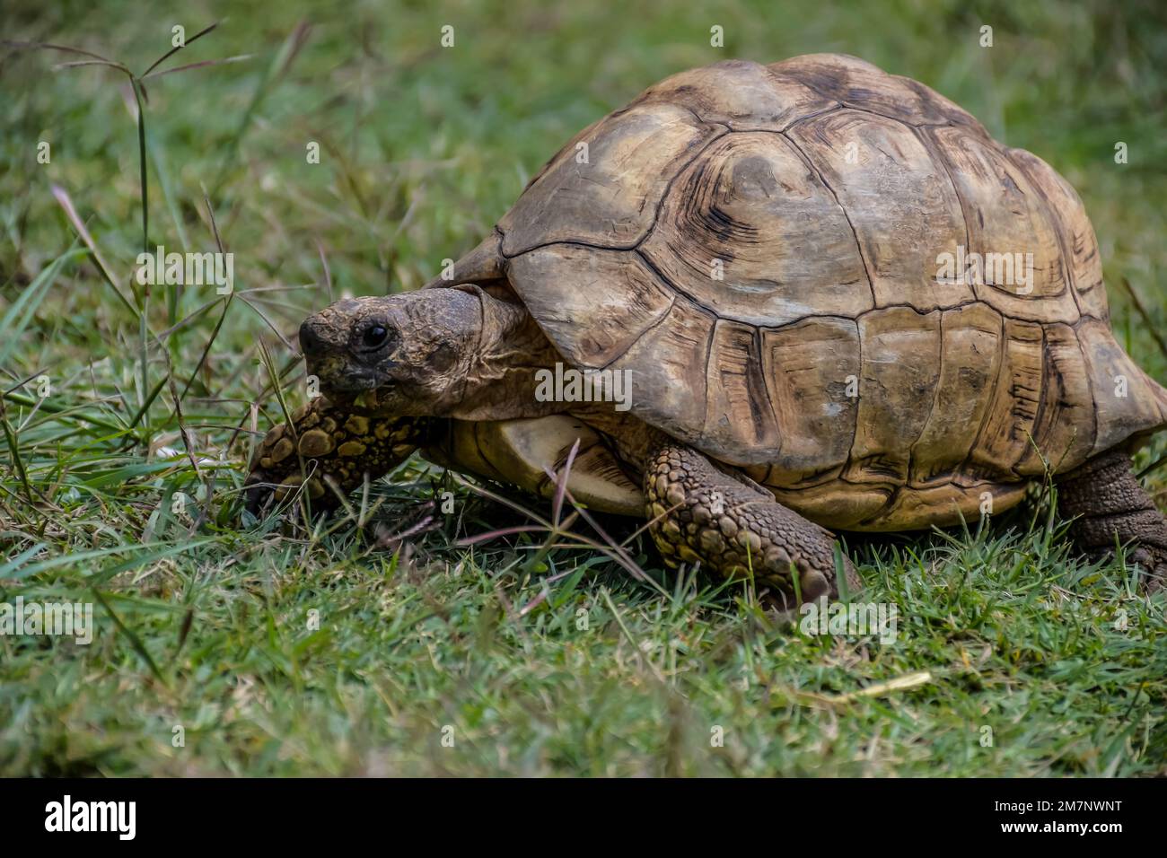 Leopard tortoise with hard shell in africa Stock Photo - Alamy
