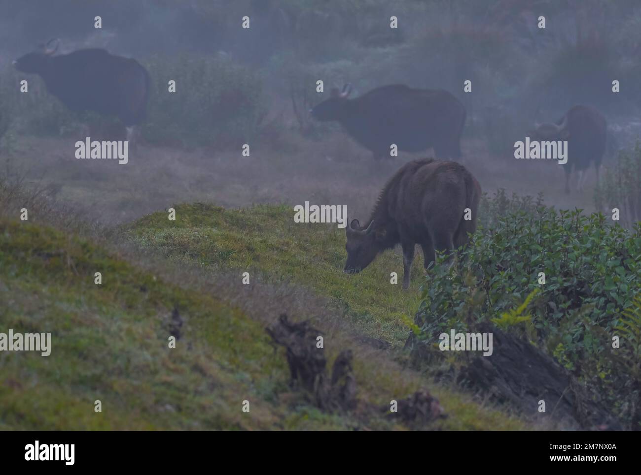Indian bison or Indian Gaur in a forest in Kerala India Stock Photo - Alamy
