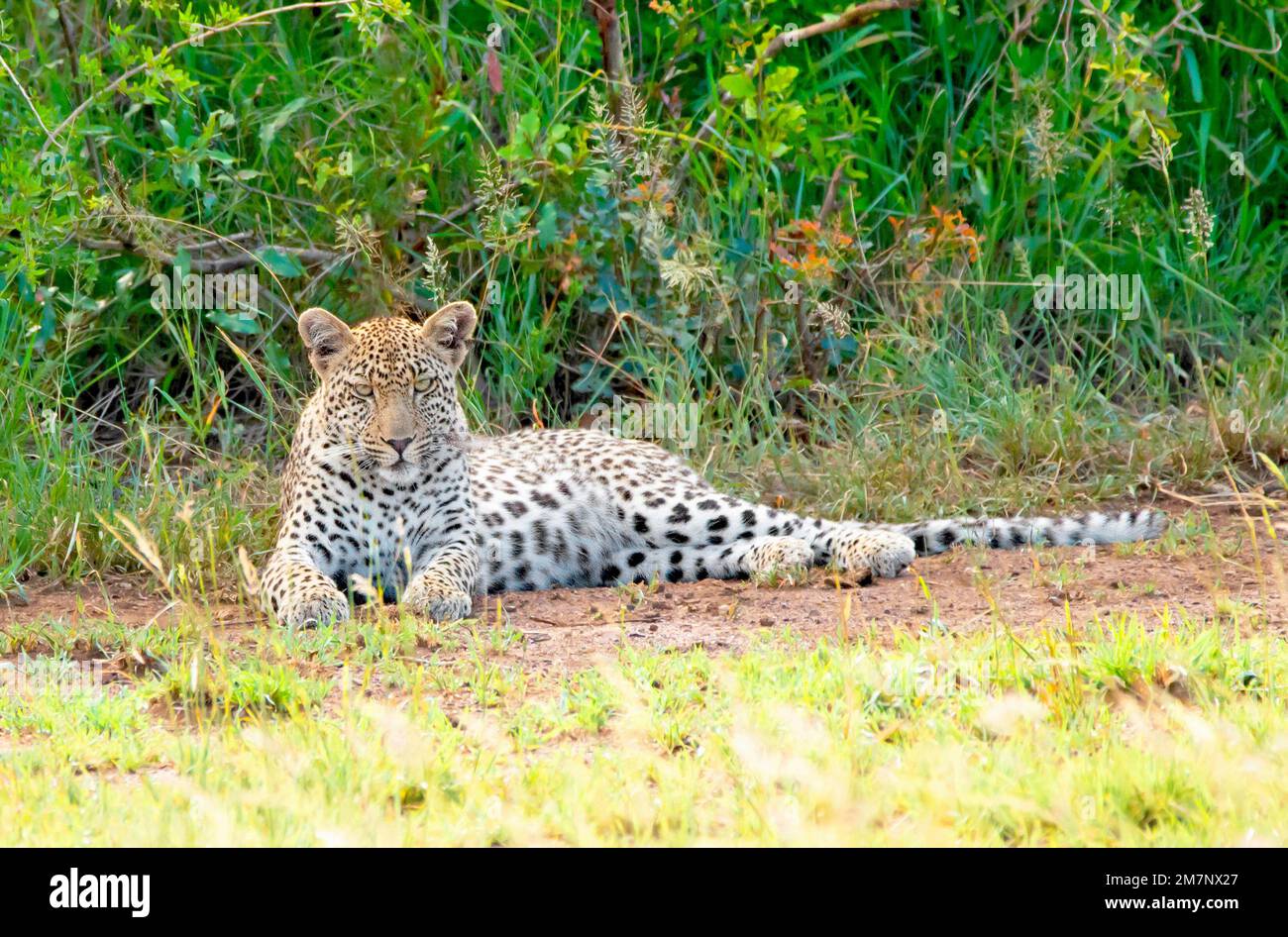 Leopard at Lower Sabi, Kruger National Park Stock Photo - Alamy
