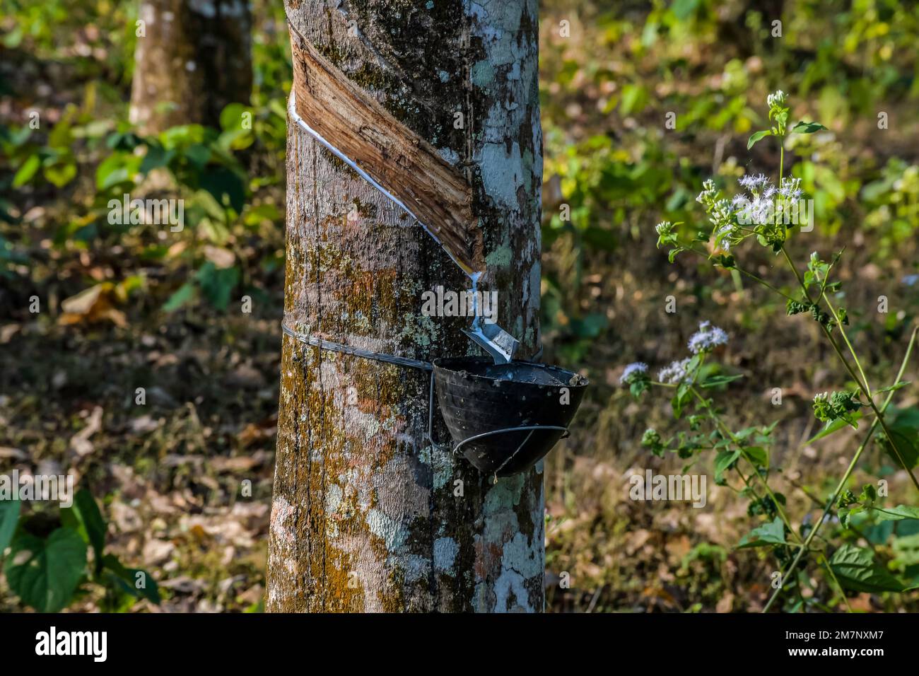 Rubber elastic latex extracted from Rubber tree Kerala India Stock ...