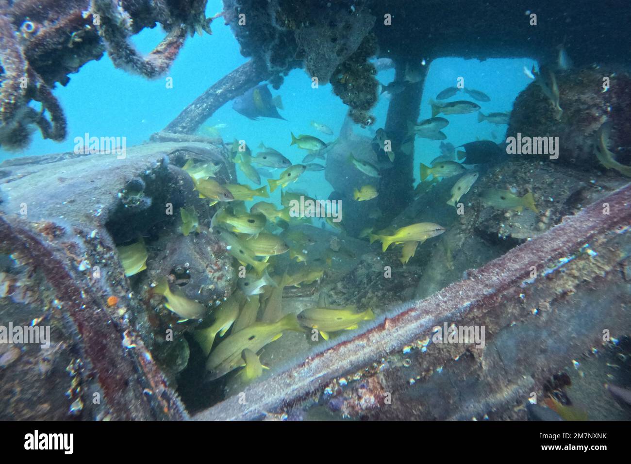 Black spotted snapper fish swim inside a sunken vehicle in the Mesaieed ...