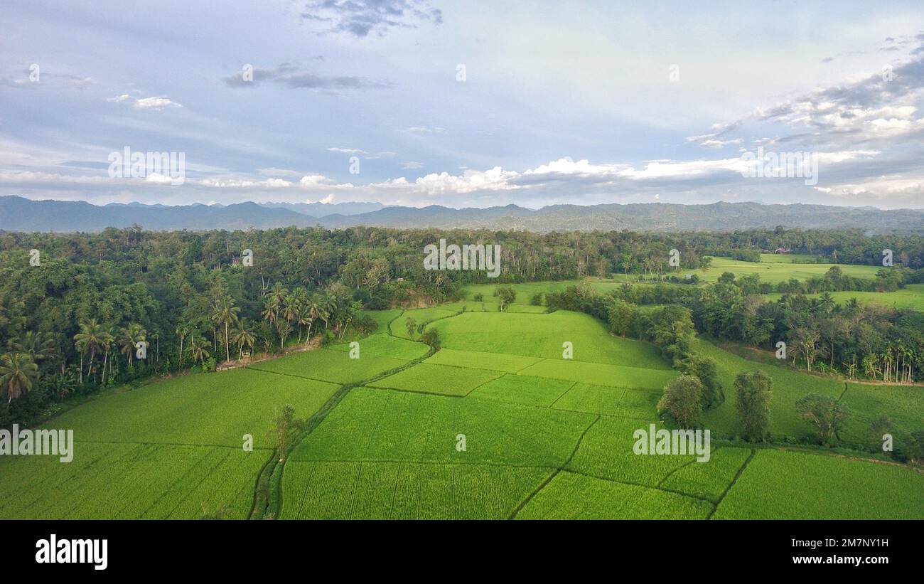 Rice fields in Asia Stock Photo - Alamy