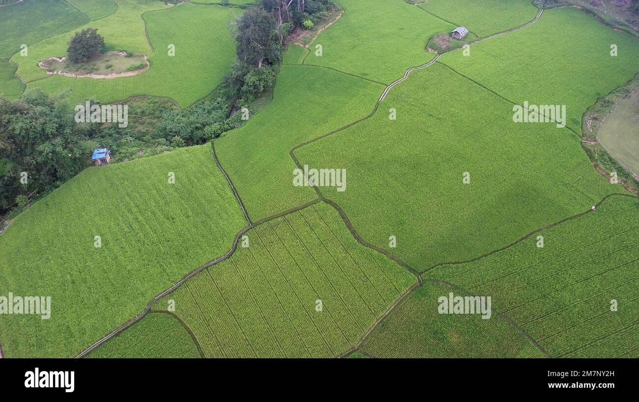 Rice fields in asia hi-res stock photography and images - Alamy