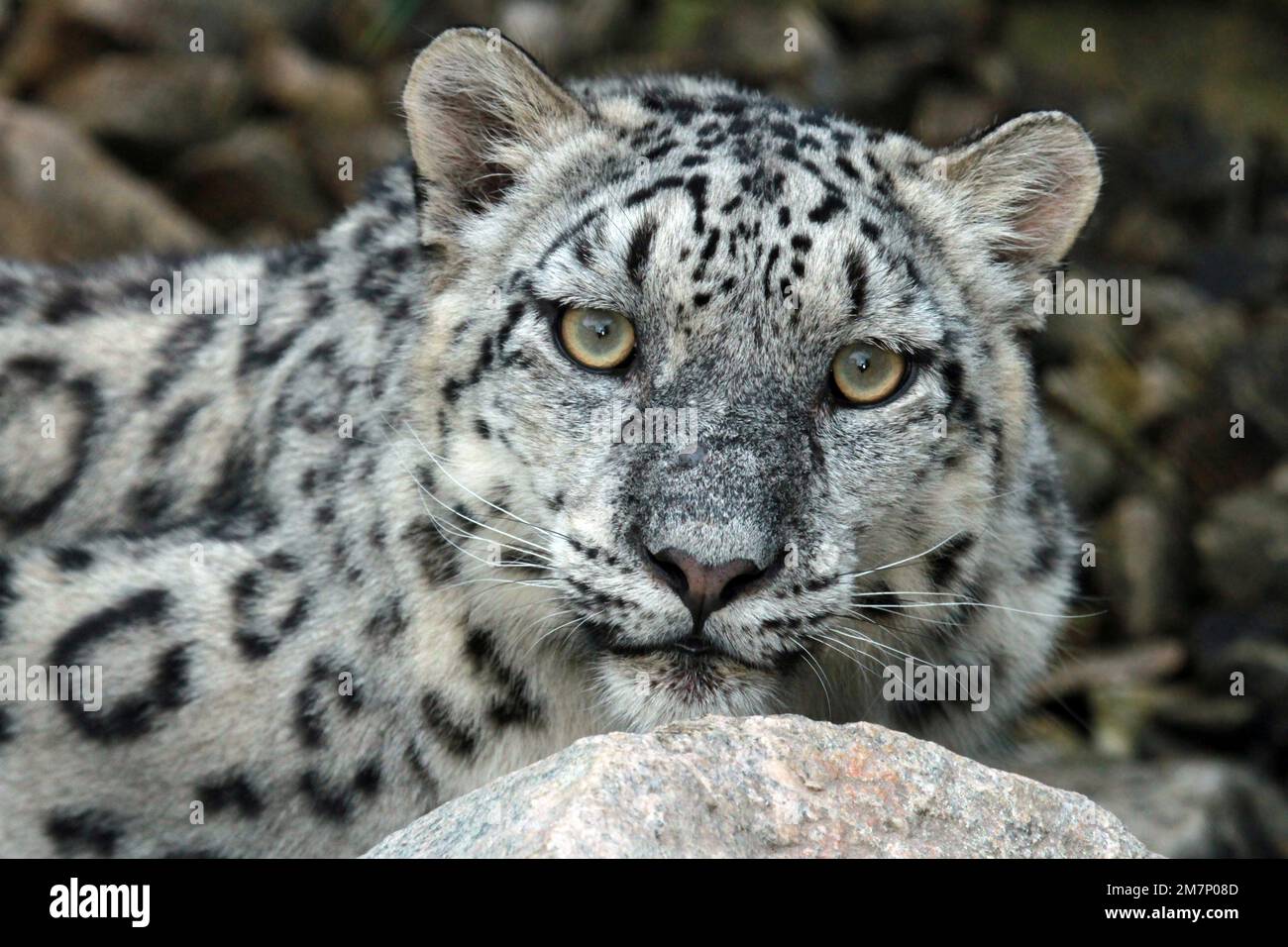 Snow leopard (Panthera uncia); subadult Stock Photo - Alamy