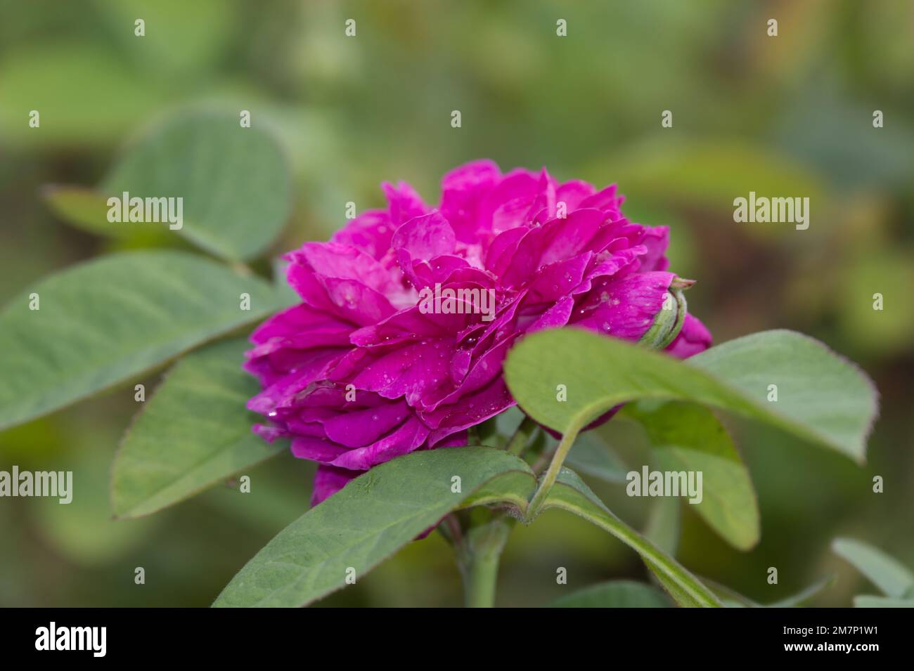 Summer bloom of old shrub rose Rosa Rose de Rescht in UK garden August ...