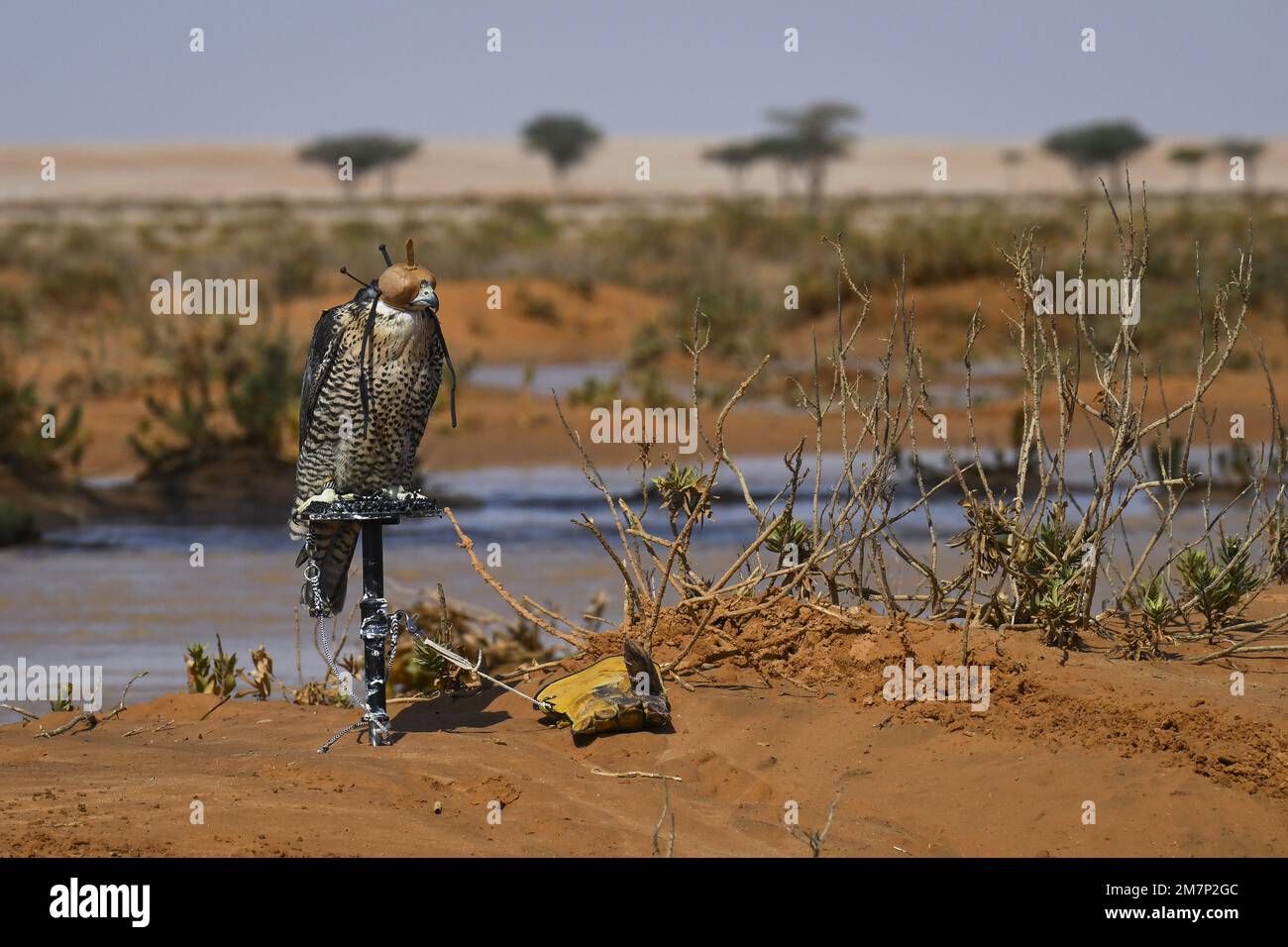 Haradh, Saudi Arabia - January 10th, 2023, Eagle, illustration during ...