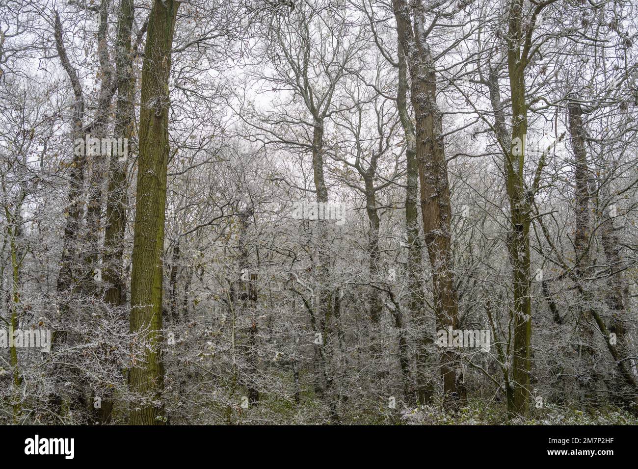 The high trees in a forest covered with snow Stock Photo - Alamy