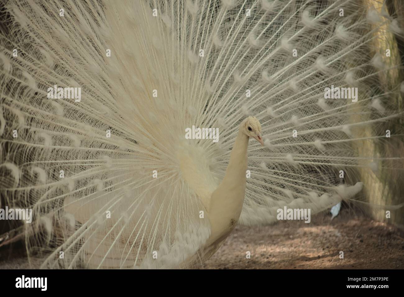 A beautiful white peacock spreads its feathers Stock Photo - Alamy