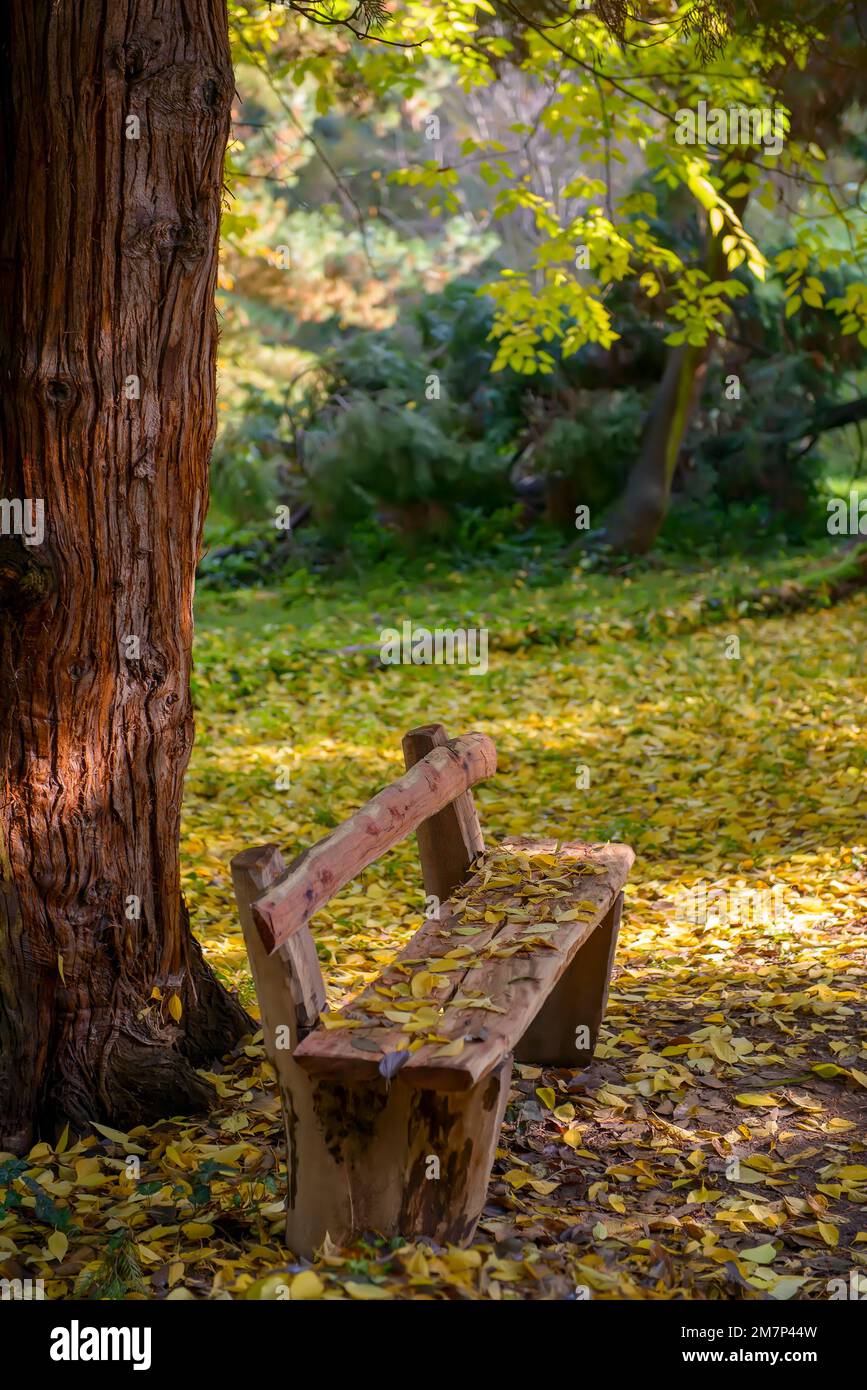 Empty wooden bench under a tree in autumn landscape / city park with ...