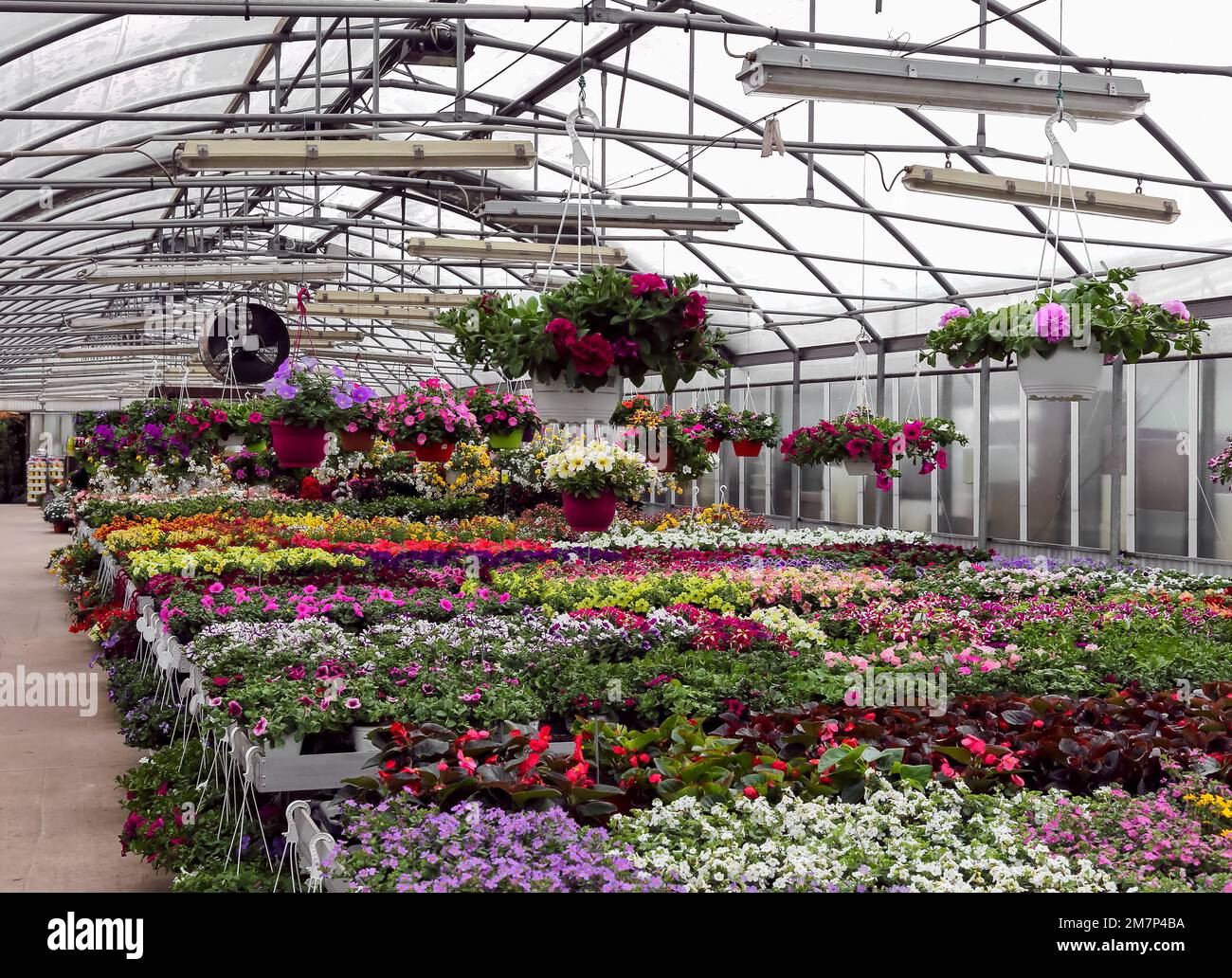 many flowers and flowering plants inside the heated greenhouse in ...