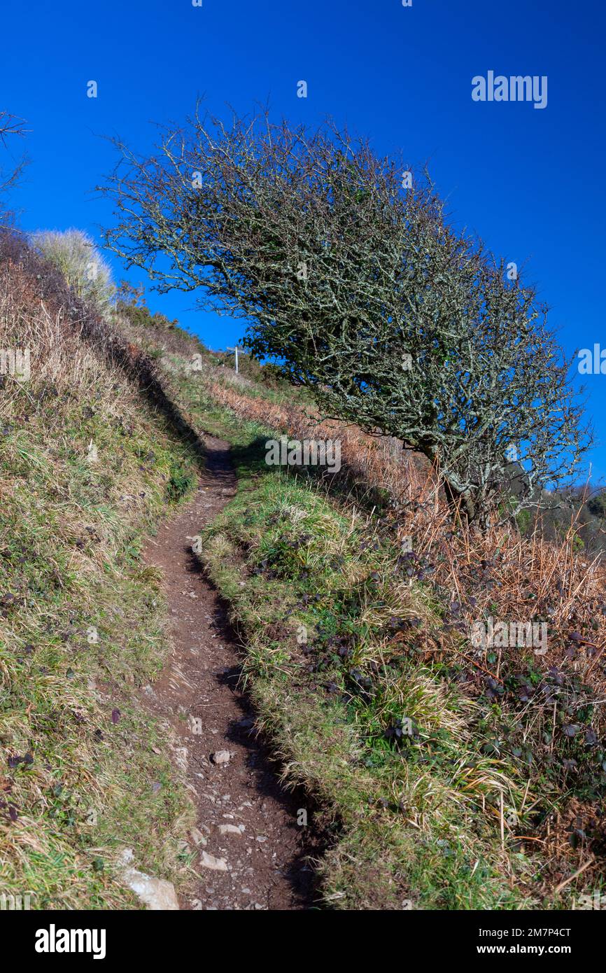 Europe, UK, England, Devon, near Kingswear, South West Coast Path near ...