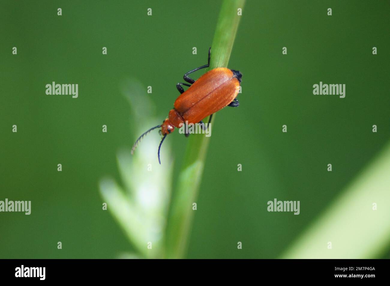 Black fire beetle hi-res stock photography and images - Alamy
