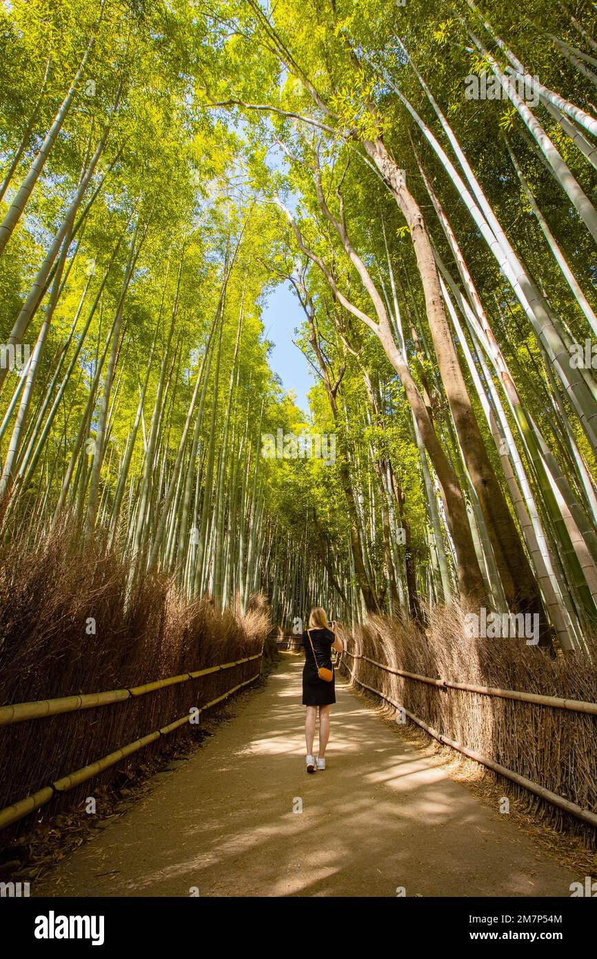Woman standing amidst bamboo plants in forest Stock Photo - Alamy
