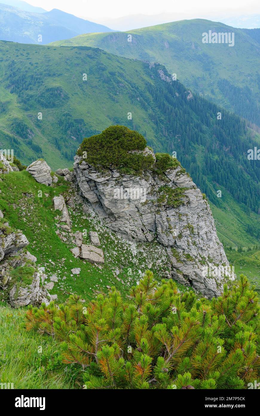 Creeping pine hi-res stock photography and images - Alamy