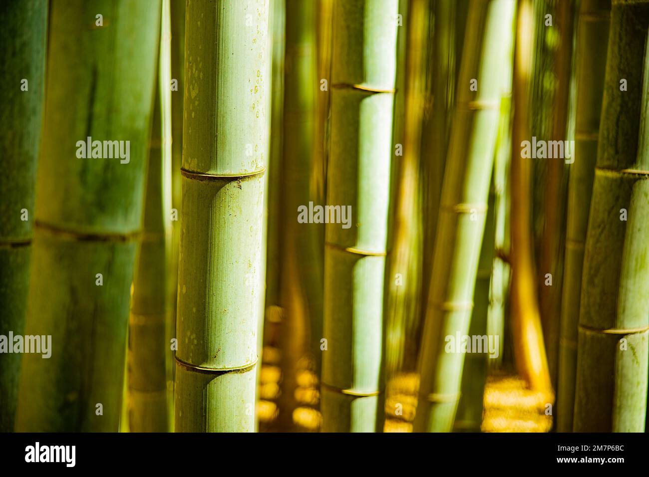 Close-up of bamboos growing in forest in Japan Stock Photo - Alamy