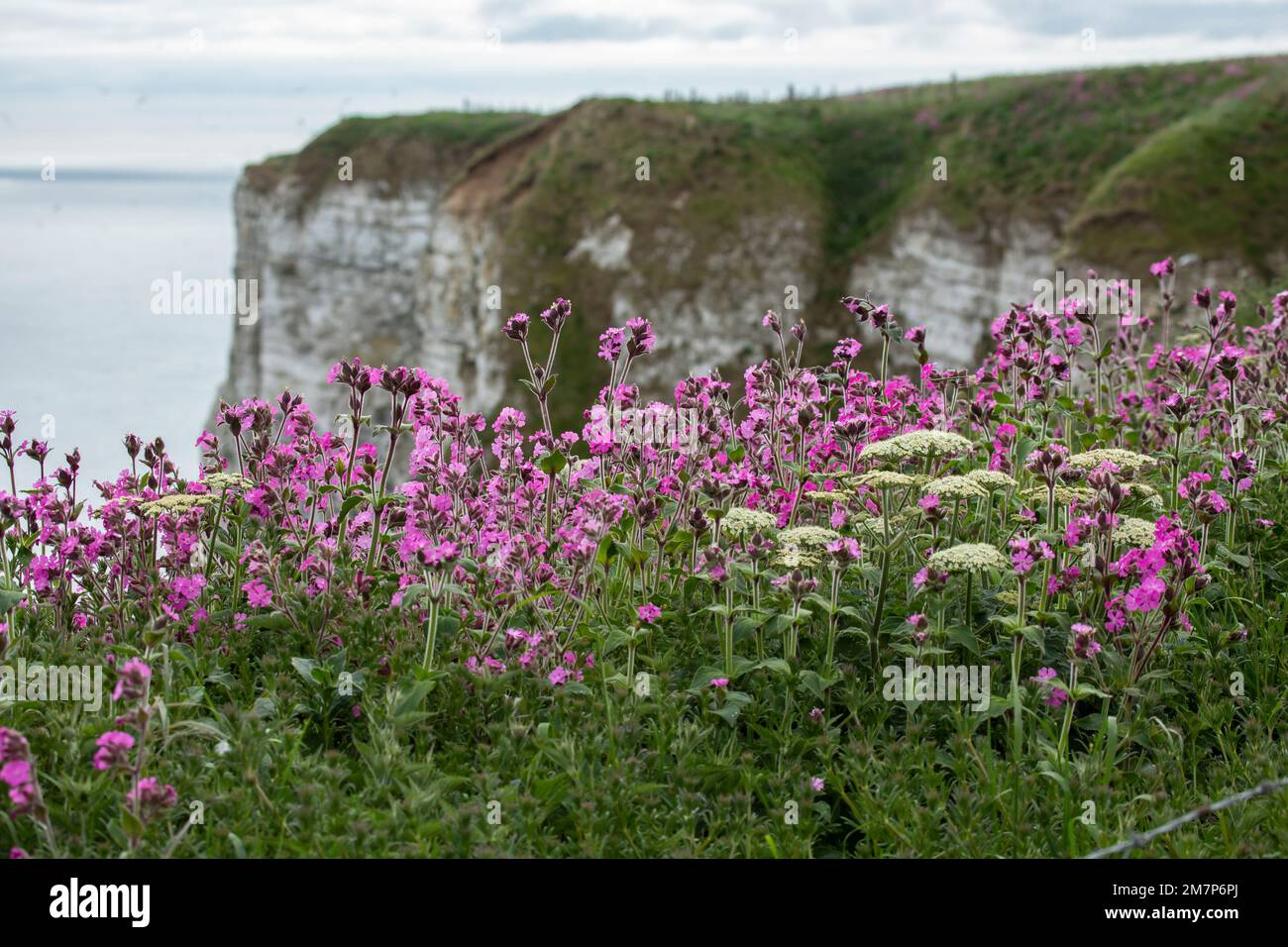 Bempton Cliffs is a nature reserve, at Bempton in the East Riding of ...