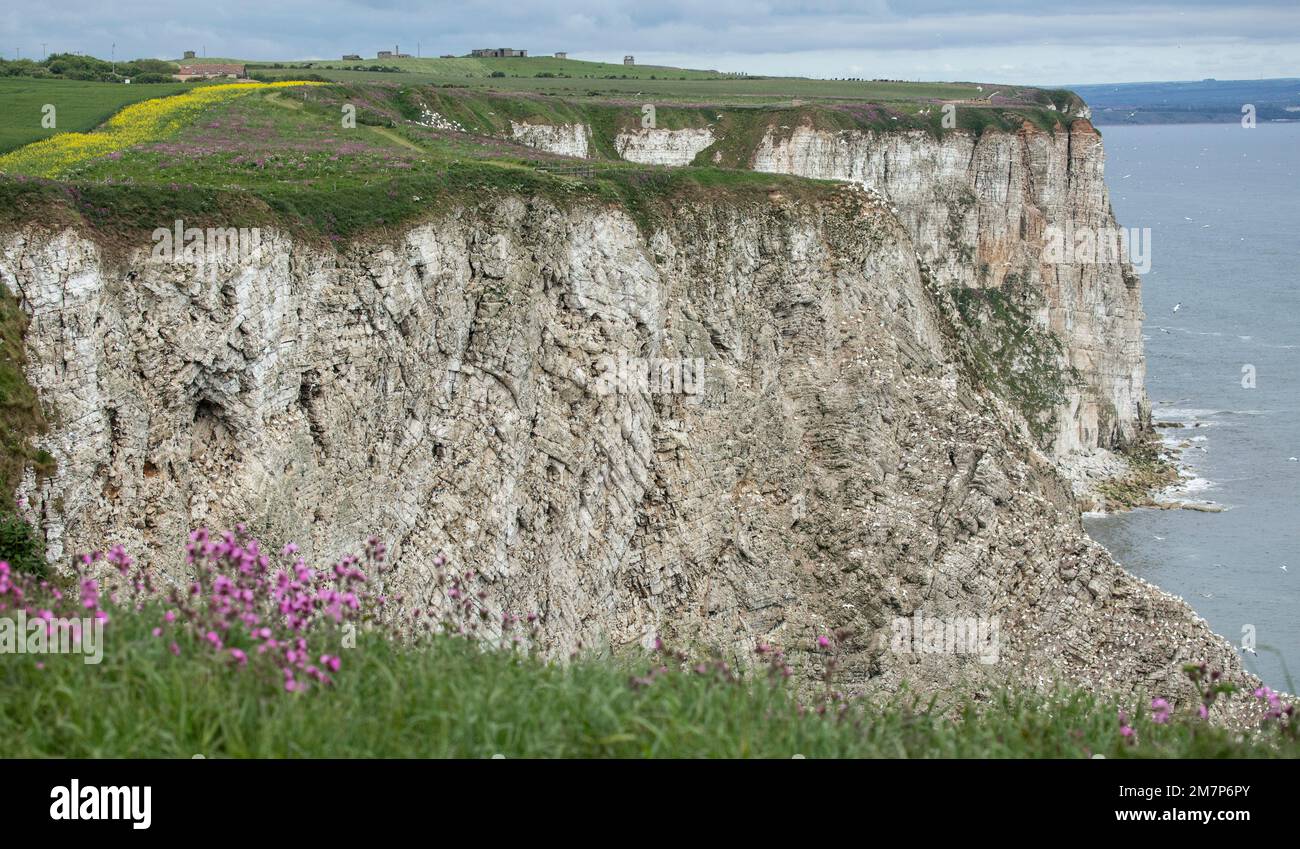 Bempton Cliffs is a nature reserve, at Bempton in the East Riding of ...