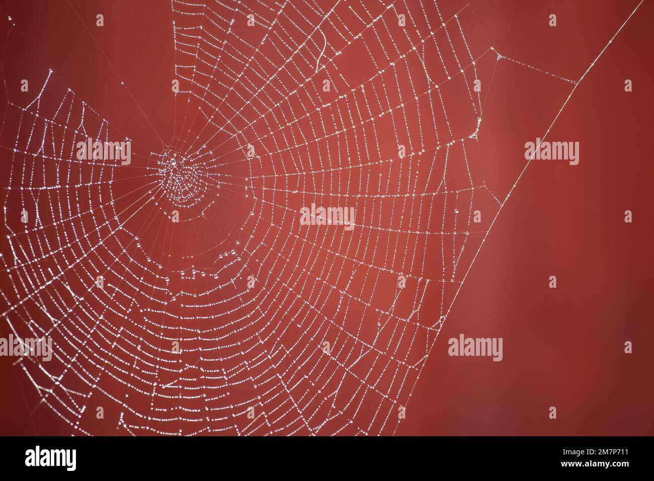Spider web background hi-res stock photography and images - Alamy