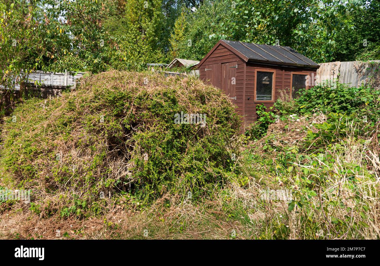 Overgrown and neglected domestic urban back garden with wooden shed ...