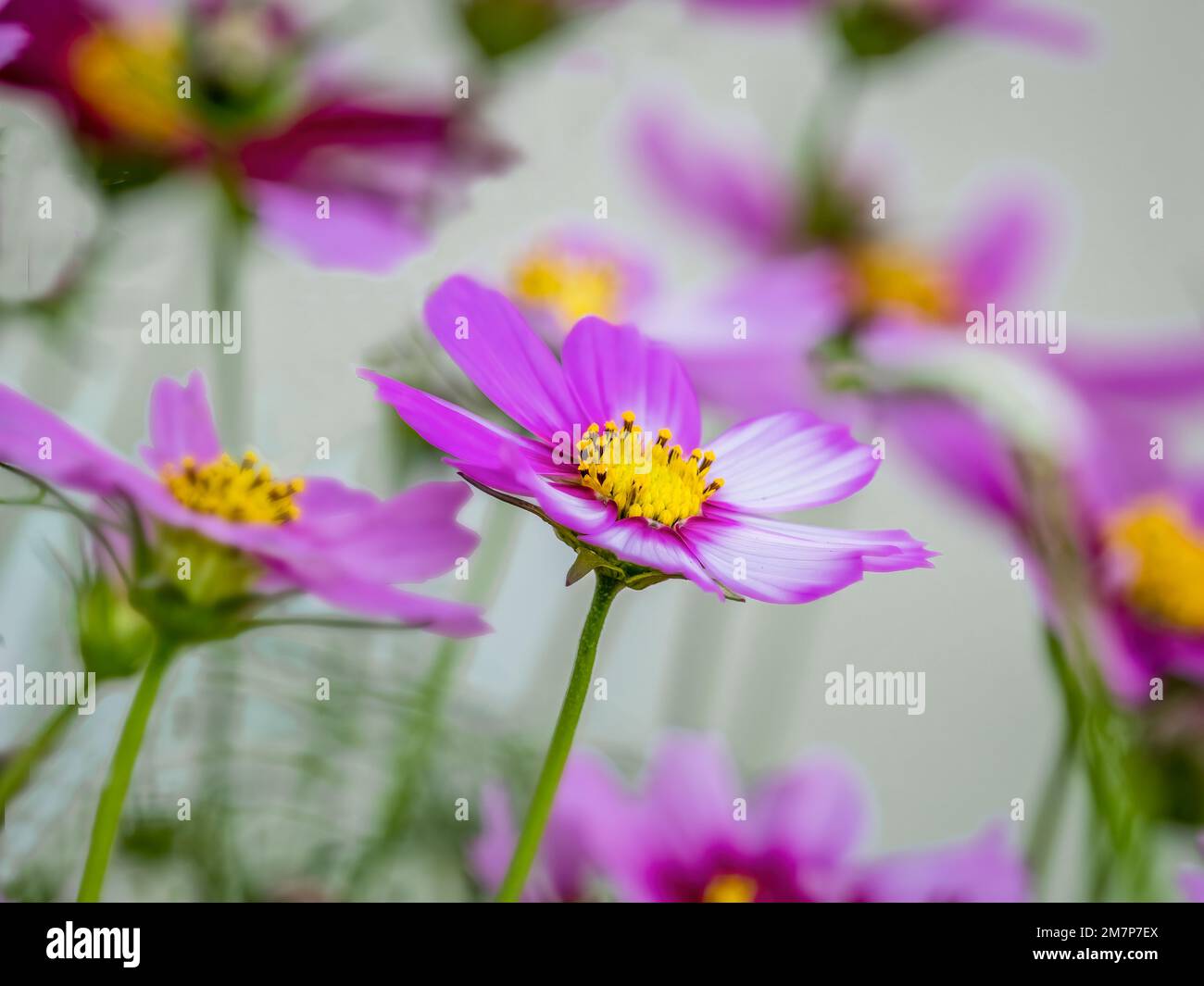 Close up of pink Cosmos flowers in a garden Stock Photo - Alamy