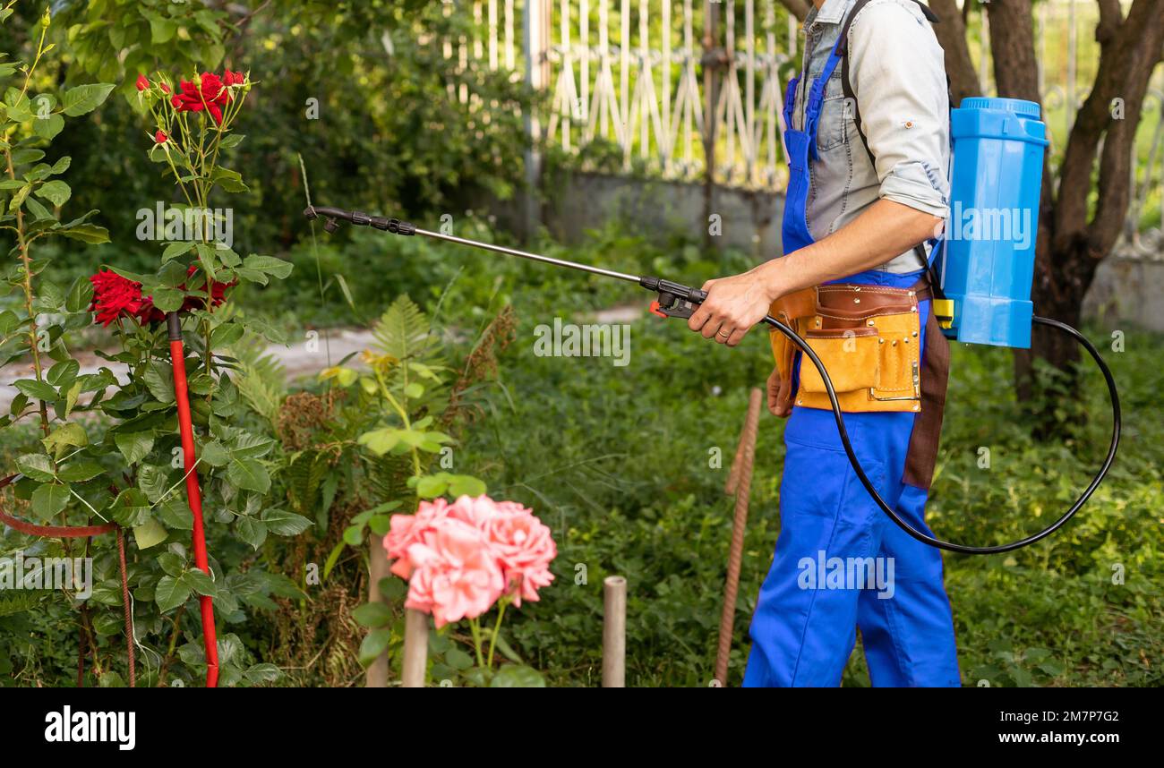 the gardener takes care of the roses Stock Photo - Alamy