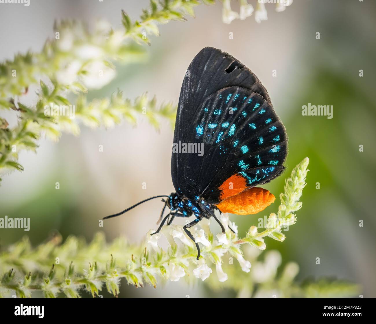 Close up of a single Atala butterfly, also known as coontie hairstreak ...