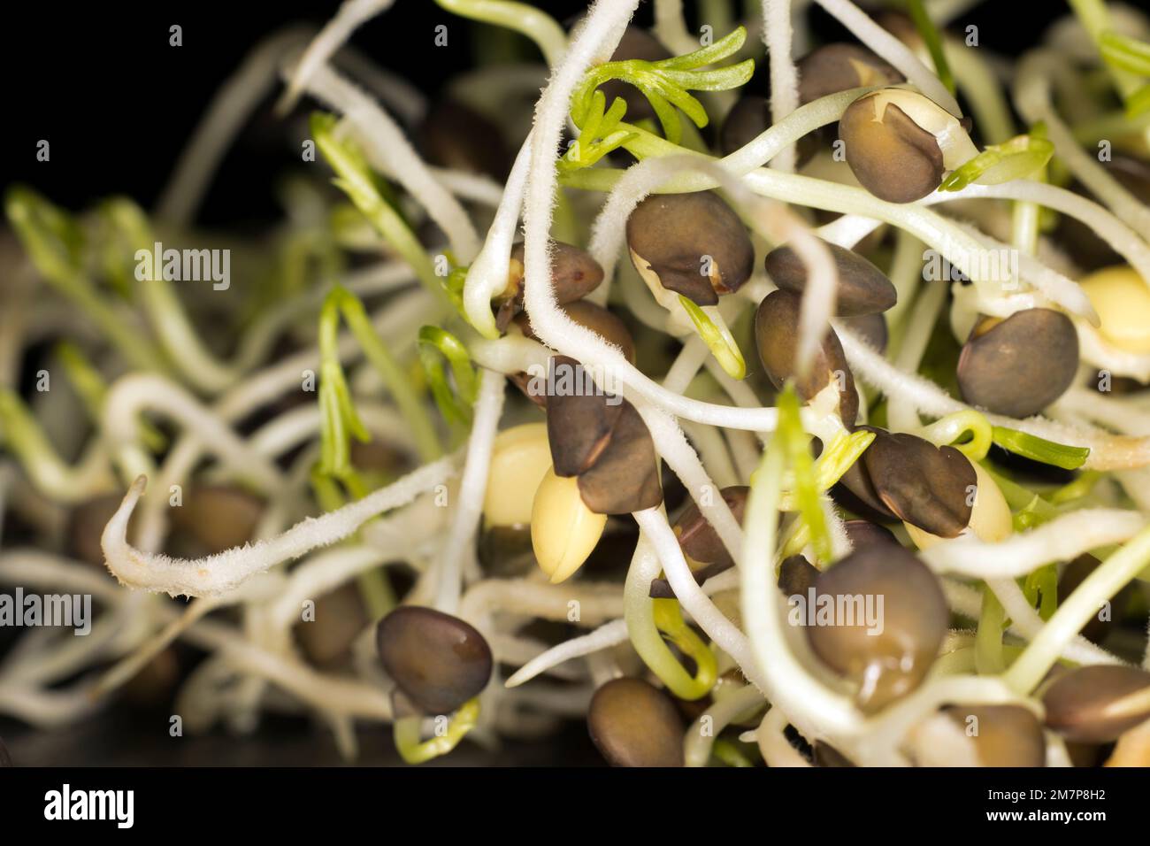 Beluga lentils lens culinaris hi-res stock photography and images - Alamy