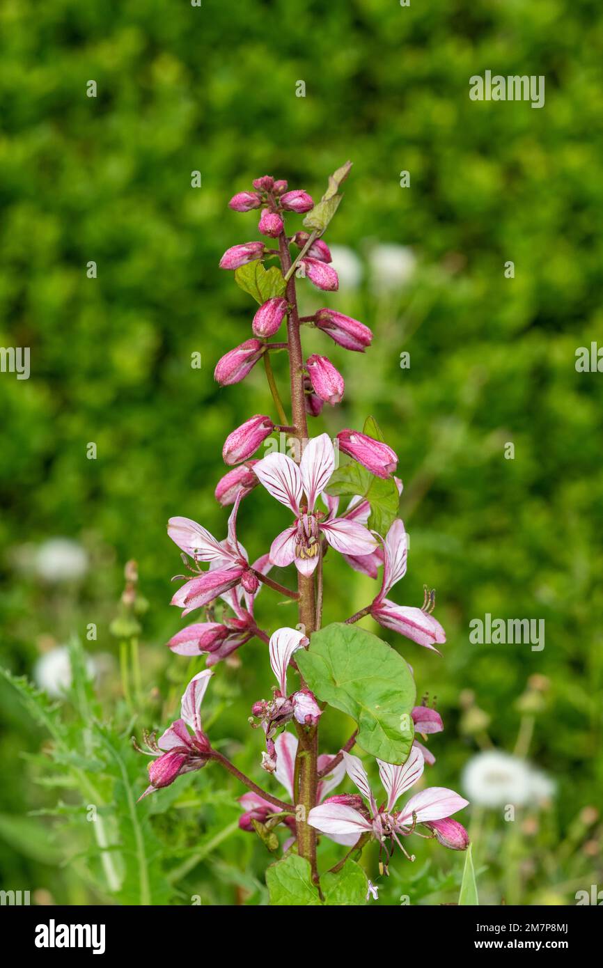 Close up of burning bush (dictamnus albus) flowers in bloom Stock Photo ...