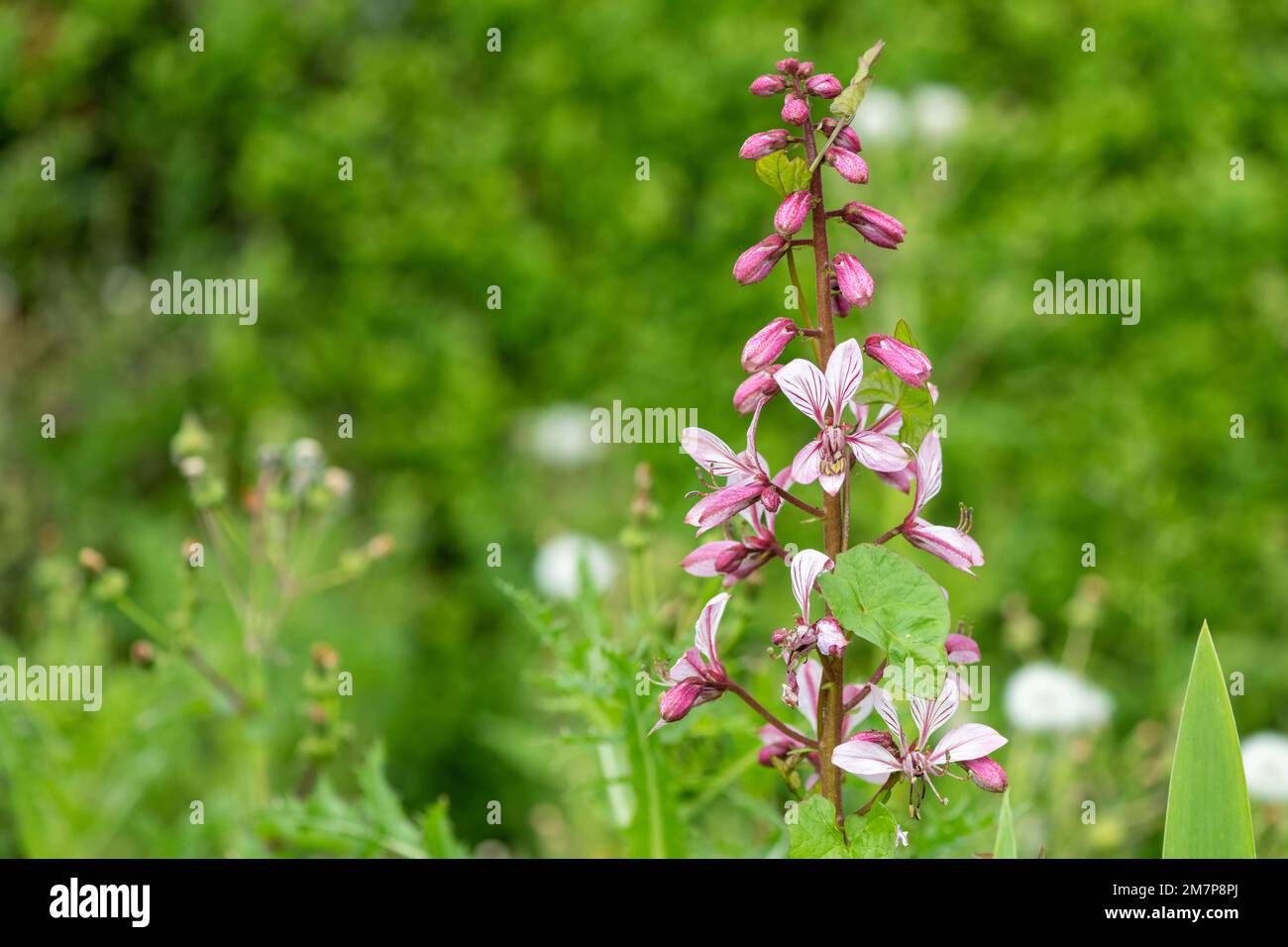 Close up of burning bush (dictamnus albus) flowers in bloom Stock Photo ...