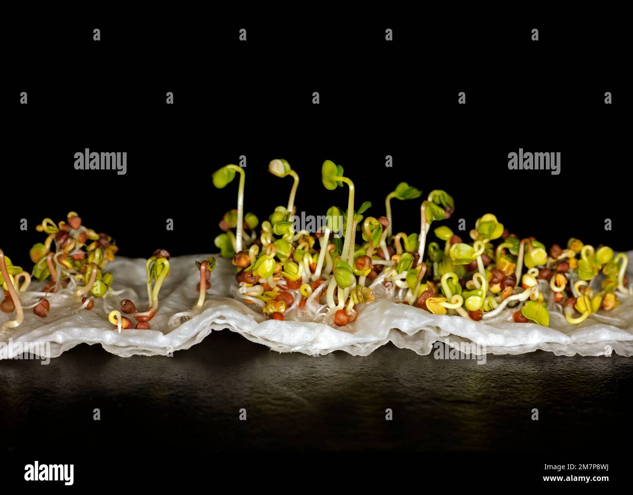 Growing radish plants hi-res stock photography and images - Alamy