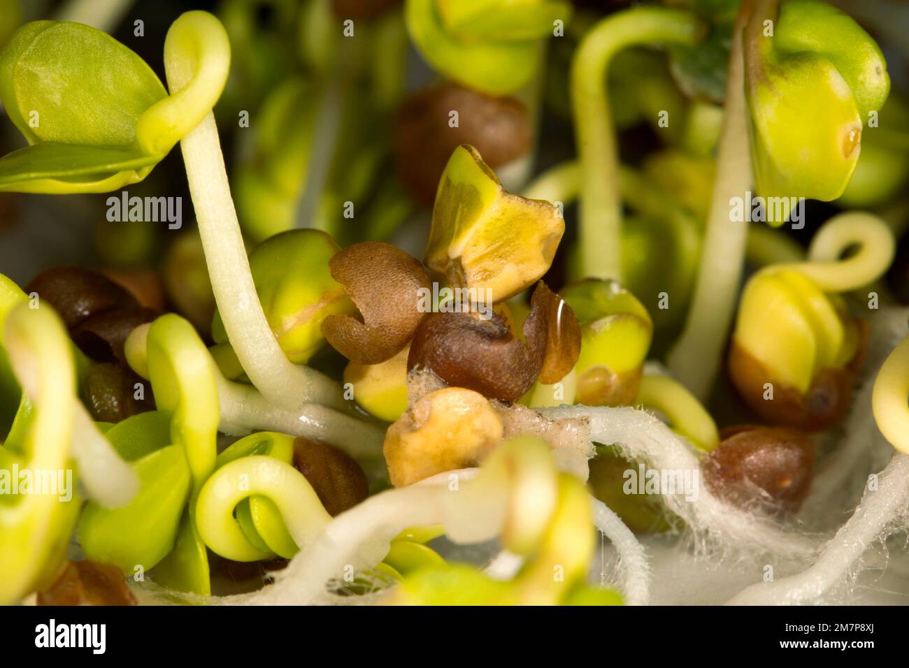 Growing radish plants hi-res stock photography and images - Alamy
