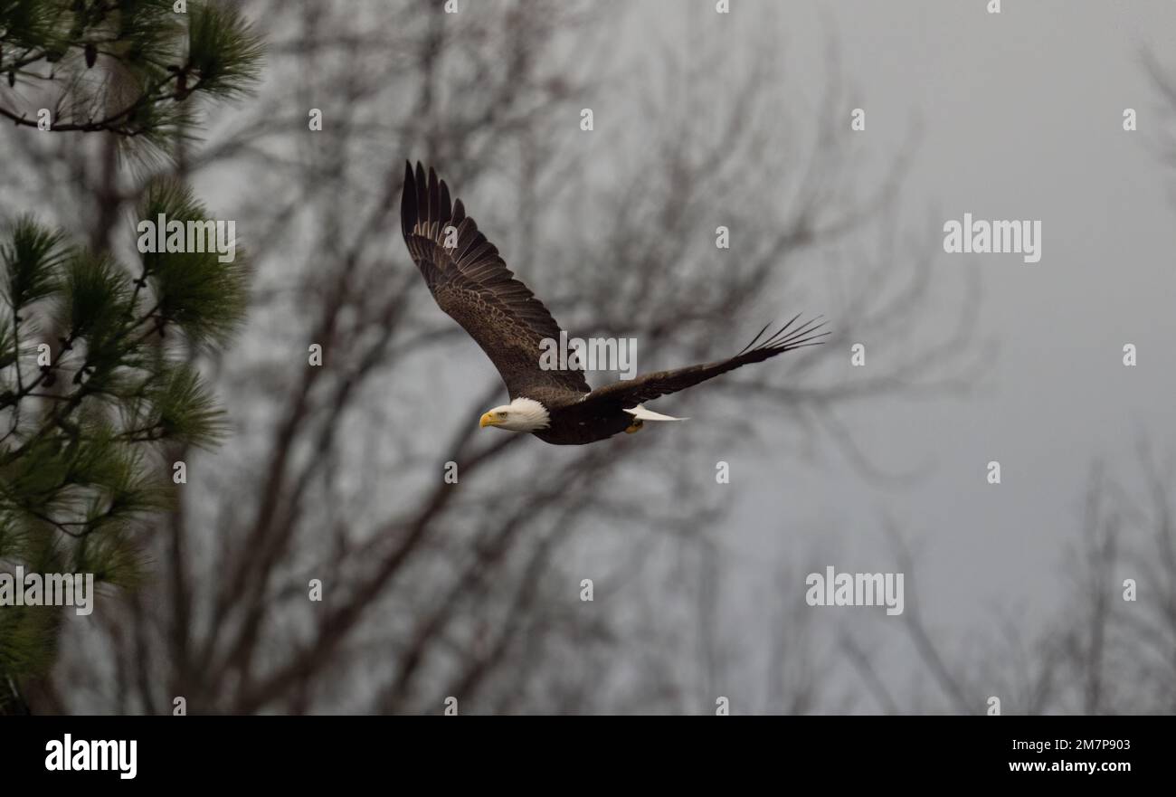 The Bald eagle flying in the sky Stock Photo - Alamy