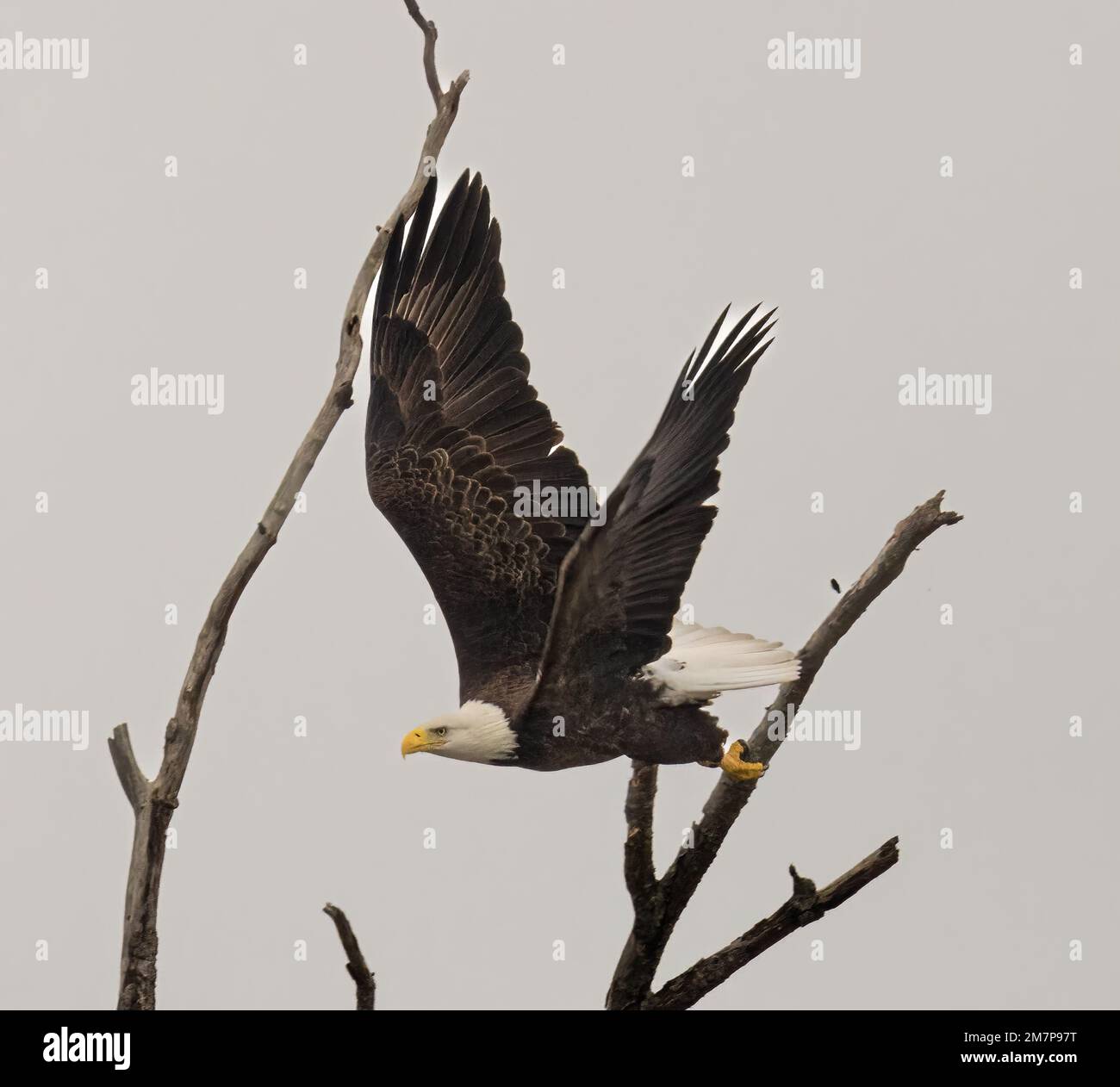 The Bald eagle flying from the tree branch Stock Photo - Alamy