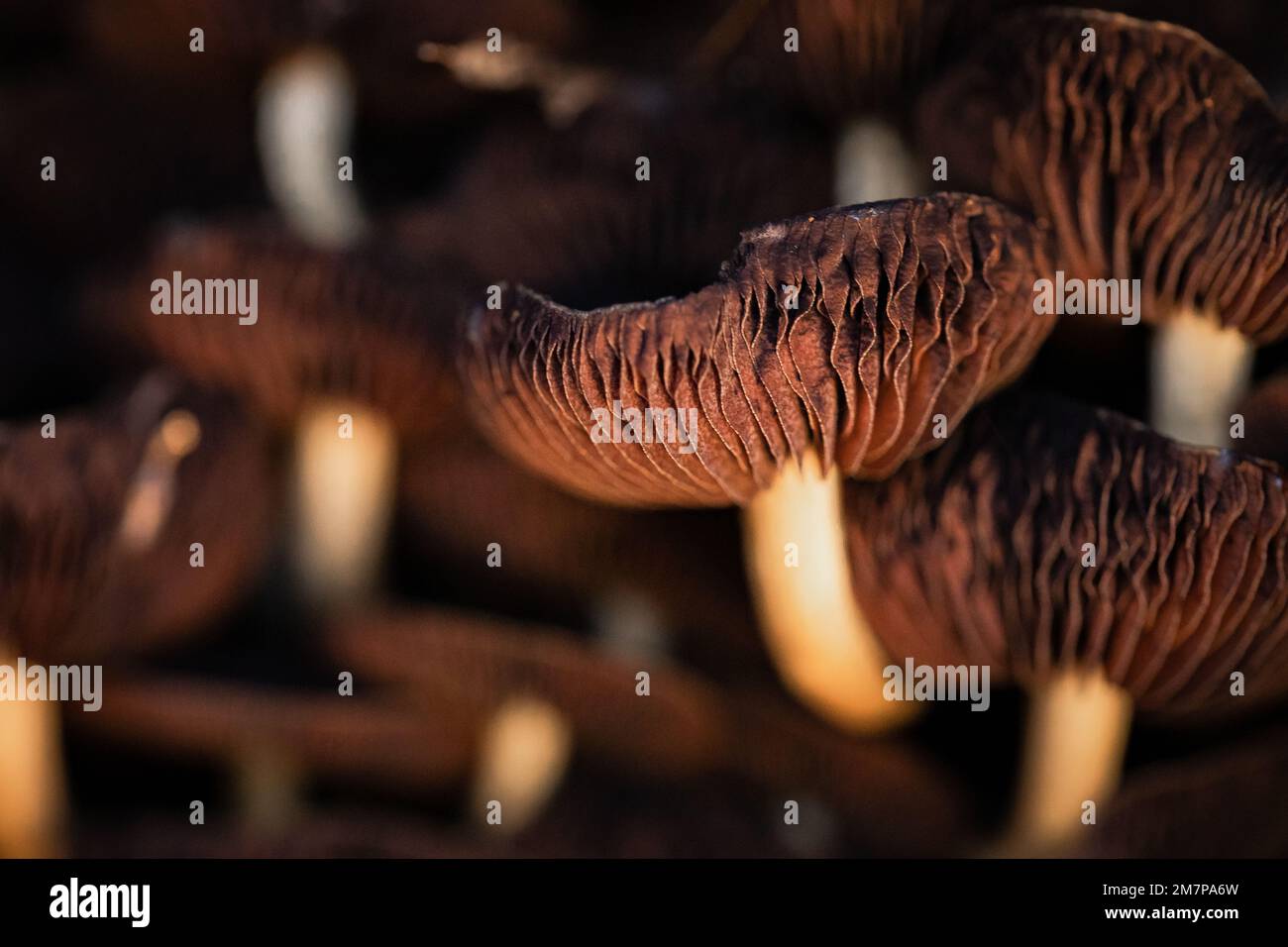 Close up photograph of the gills of a group of fungi growing on a tree ...